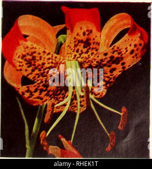 Lilium "Bellingham Hybrid Stock Photo - Alamy