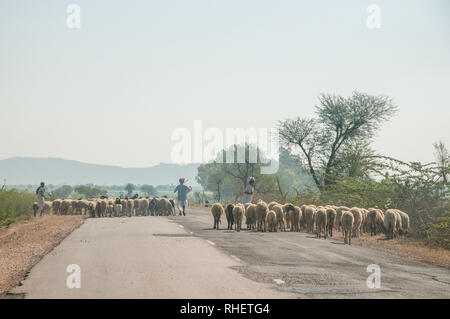 Shepherd with sheep, rajasthan, india, asia Stock Photo - Alamy