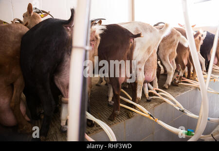 Process of machine milking of domestic goats on farm. Back view of ...