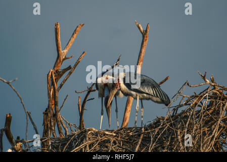 Marabou Storks at Lake Naivasha, Kenya Stock Photo - Alamy