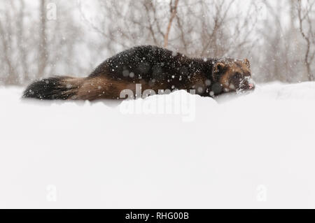 Wolverine in snow in Polar Zoo in northern Norway Stock Photo - Alamy