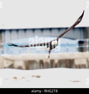 Bald eagle in the winter flying over the ocean with the waves crashing ...