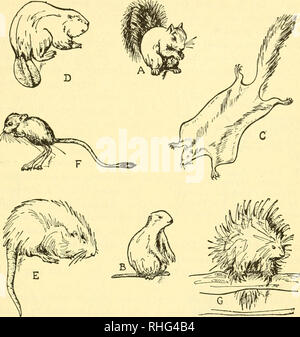 Primates, Squirrel Monkeys and Lemurs Stock Photo - Alamy