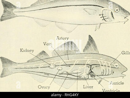 Arteries in the human head Stock Photo: 85158370 - Alamy