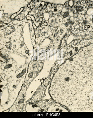 . The biology of hydra and of some other coelenterates, 1961. Hydra ...