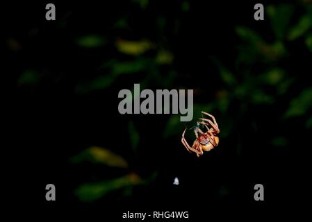 spider outside at night spinning a web Stock Photo - Alamy