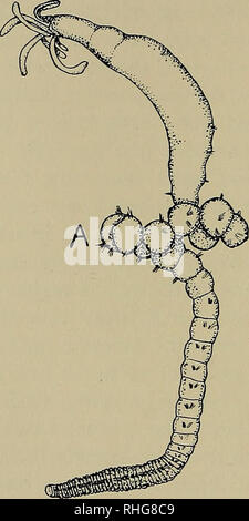 Astrangia danae is a species of coral found in marine environments ...