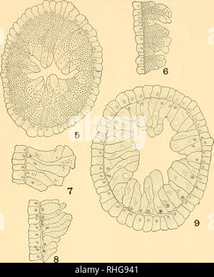 A hydra cross section Stock Photo - Alamy