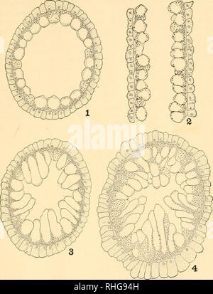 A hydra cross section Stock Photo - Alamy