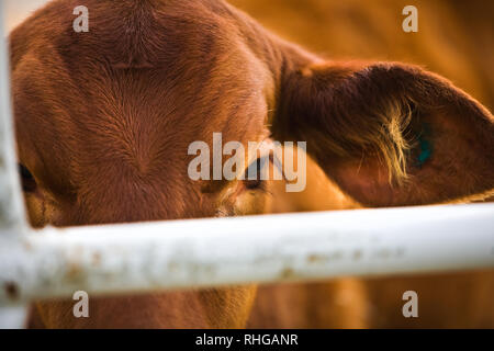 Brown Beefmaster cow in a paddock being shown at the Houston Livestock ...
