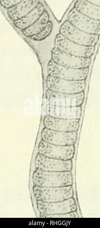 Plantas sobre el agua Stock Photo - Alamy