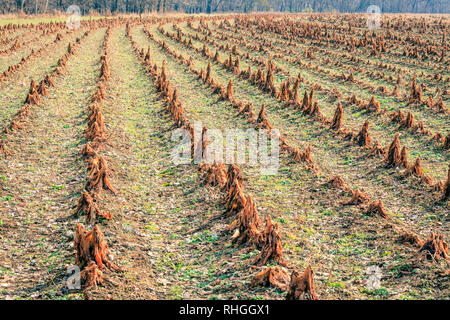 Cut stalks of burley tobacco in a field after harvest in Kentucky, USA ...