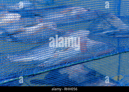 dried tilapia fillet. fish drying by sunlight outdoor Stock Photo - Alamy
