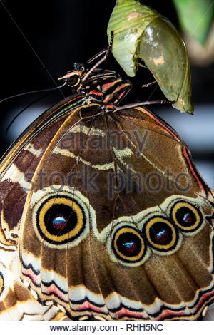 Blue Morpho Butterfly Emerging From Chrysalis Stock Photo: 43686092 - Alamy