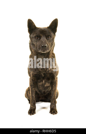 Female Kai Ken dog the national japanese breed standing in a play bow ...