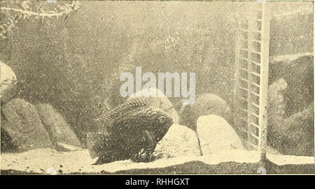 corydoras (Corydoras spec Stock Photo - Alamy