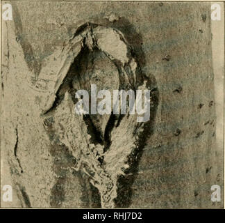 . The blight canker of apple trees ... Apples. 'The Blight Canker of ...