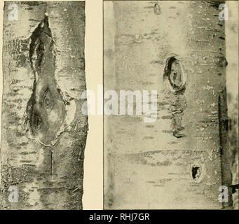 . The blight canker of apple trees ... Apples. 'The Blight Canker of ...