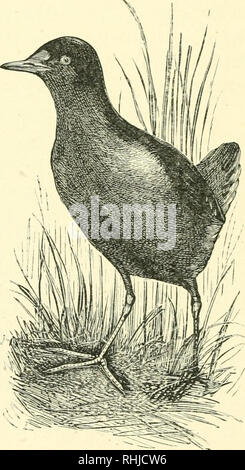 Two birds in a nest amidst lush trees on a sunny day Stock Photo - Alamy