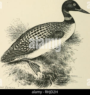 The Great Northern Diver is a winter migrant around the UK coast and ...