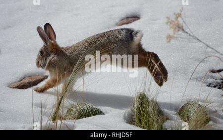 Cottontail Rabbit in the snow, winter near Flagstaff, Arizona, USA ...