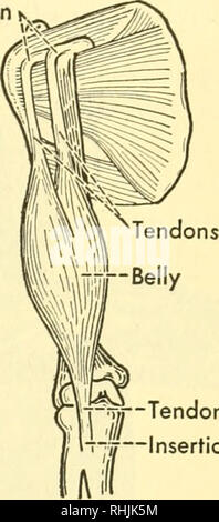Tendons and other connective tissue attached to a bone surface ...