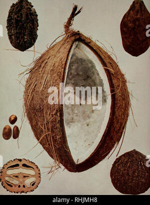 A cross section of a nut of the Black Walnut (Juglans nigra Stock Photo ...