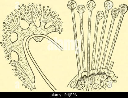 . Comparative anatomy. Anatomy, Comparative. FLAME CELLS PROTOPLASMIC ...