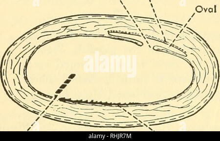 . Comparative anatomy of vertebrates. Anatomy, Comparative; Vertebrates ...