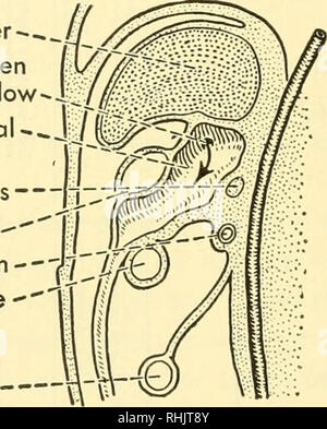 . Comparative anatomy. Anatomy, Comparative. MESOGASTER GREATER OMENTUM ...