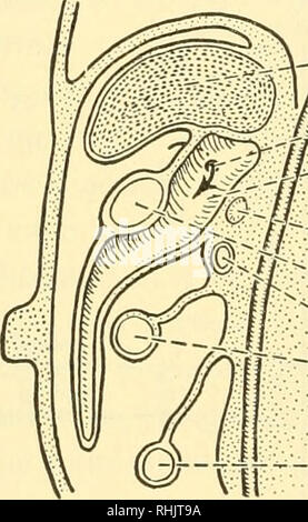. Comparative anatomy. Anatomy, Comparative. MESOGASTER GREATER OMENTUM ...