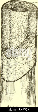 . Biology; the story of living things. THE METABOLIC MACHINERY OF ...