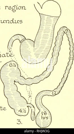 Human stomach in fundus region. X25 at 10 cm wide Stock Photo - Alamy