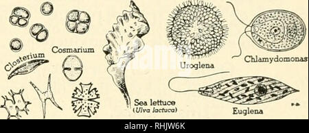 Plant Organism Examples