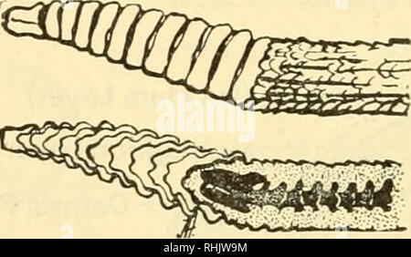 Rattlesnake Rattle Anatomy
