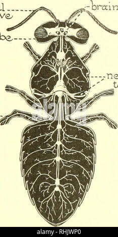 . Biology; the story of living things. THE POPULAR INSECT PLAN 209 ...