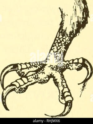 . Comparative anatomy of vertebrates. Anatomy, Comparative; Vertebrates ...