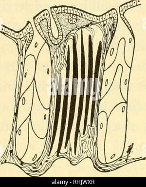 . Comparative anatomy of vertebrates. Anatomy, Comparative; Vertebrates ...