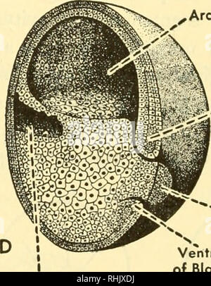 . Comparative anatomy. Anatomy, Comparative. GASTRULATION IN FORM WITH ...