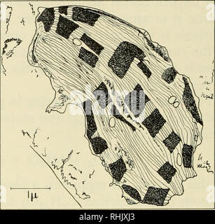 chlorella diagram under microscope