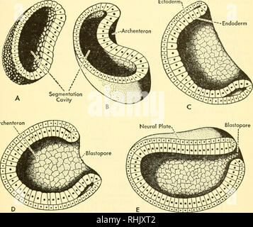 . Comparative anatomy. Anatomy, Comparative. GASTRULATION IN FORM WITH ...
