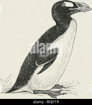 Great auk with juvenile Stock Photo - Alamy