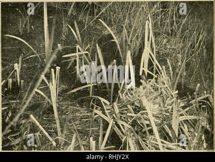 Widgeon and Pintails on winter river, UK. Anas penelope and Anas acuta ...