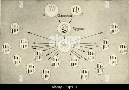 Random Fertilization Diagram