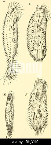 oxytricha lanceolata