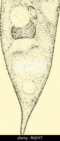 Class Protozoa, order Infusoria Stock Photo - Alamy