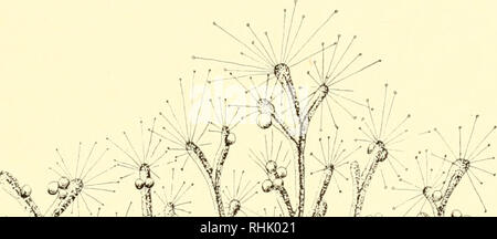 . The biology of the protozoa. Protozoa; Protozoa. MORPHOLOGY AND ...
