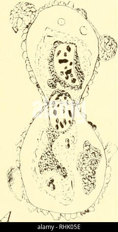 . The biology of the protozoa. Protozoa; Protozoa. MORPHOLOGY AND ...