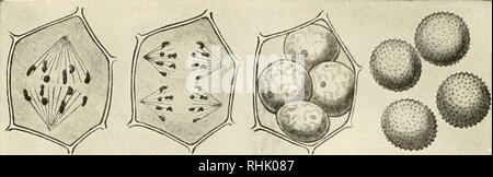 Mother cell nuclei and divisions Stock Photo - Alamy