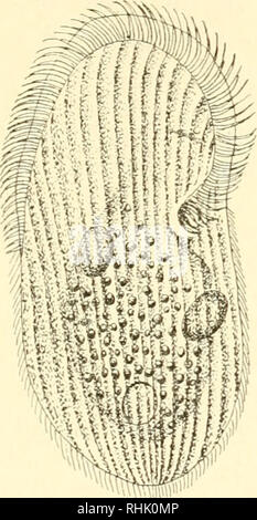 . The biology of the protozoa. Protozoa; Protozoa. 1 2 3 Fig. 4.—Types ...